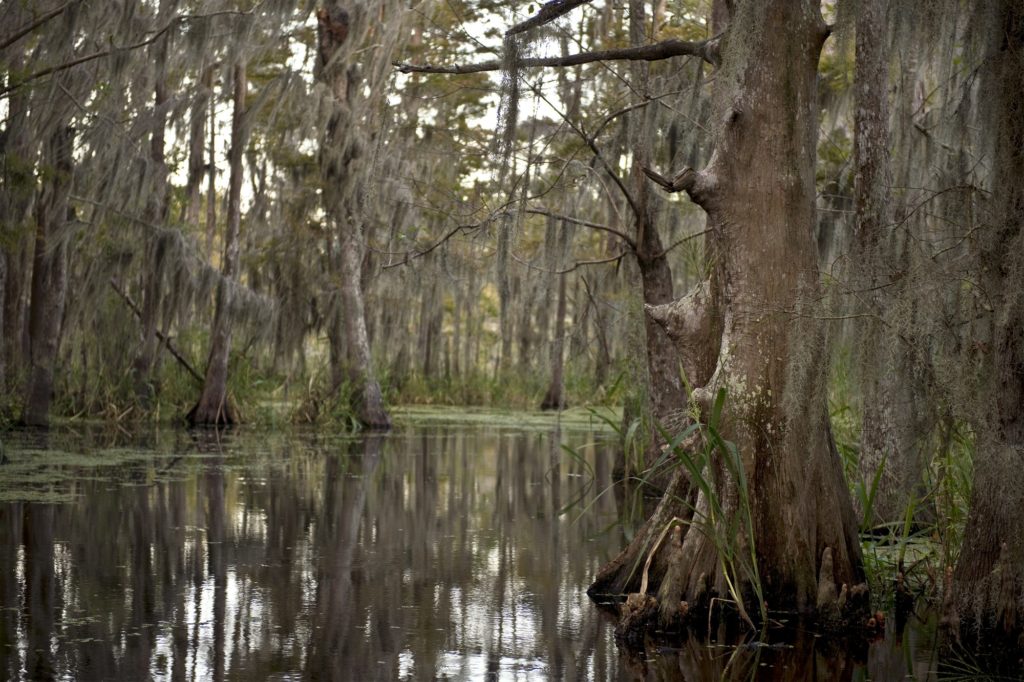 TOUR BOAT – Airboat Swamp Tours